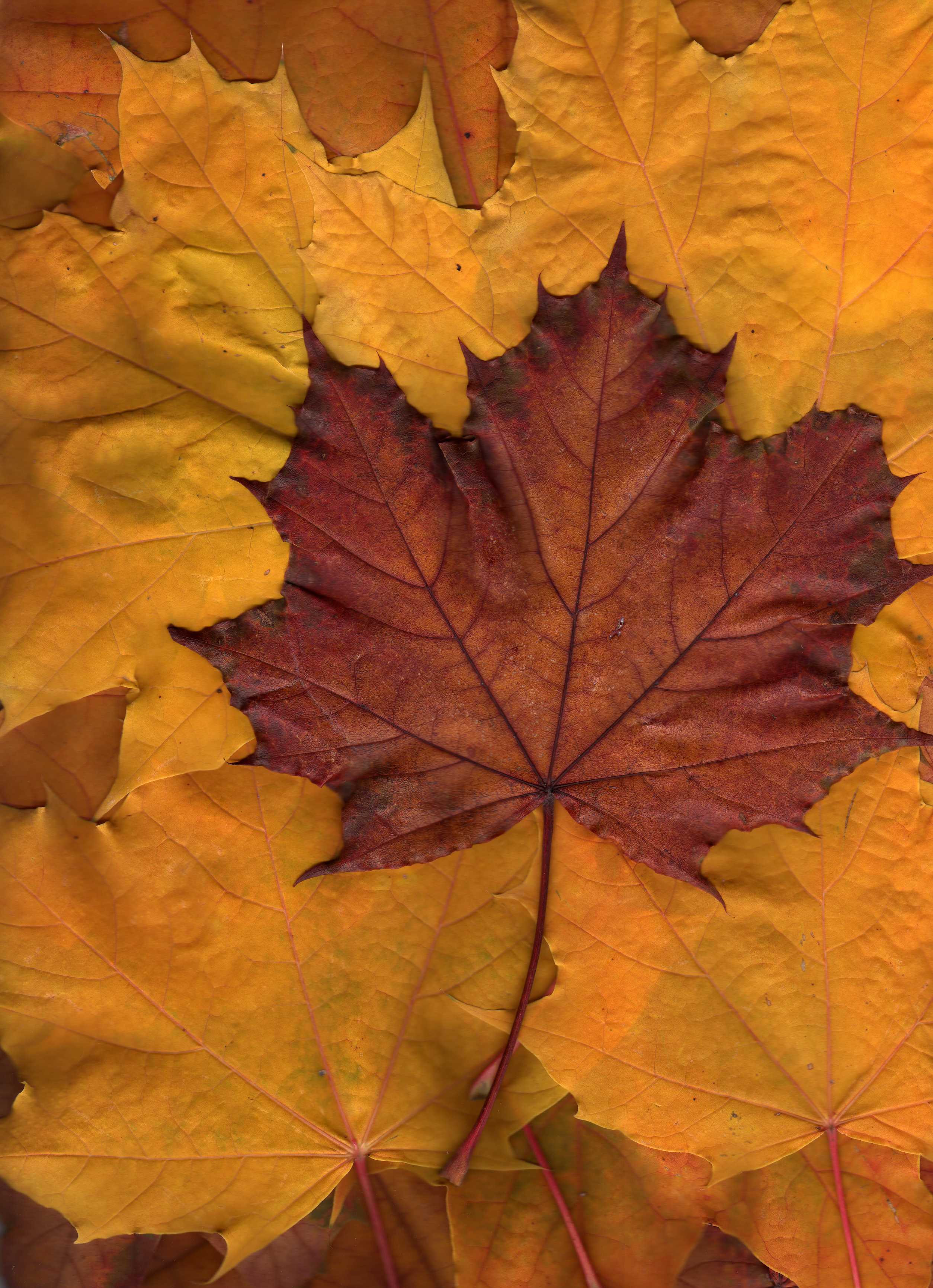 Maple Leaves Copyright Shelagh Donnelly – EXCEPTIONAL EA
