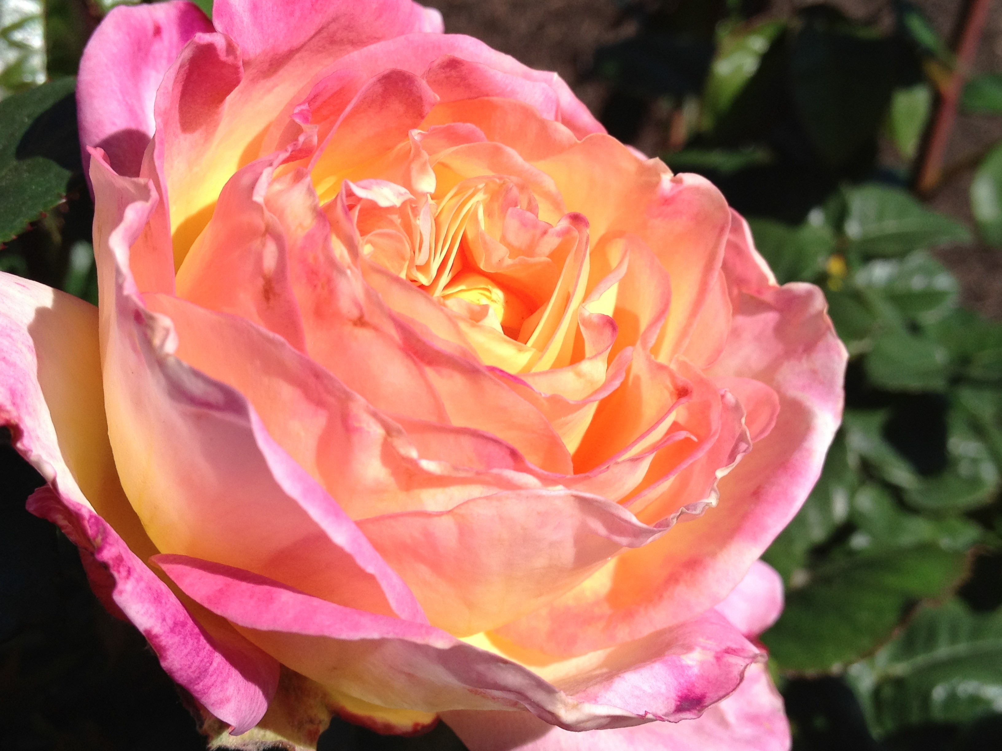 Image Exceptional Ea