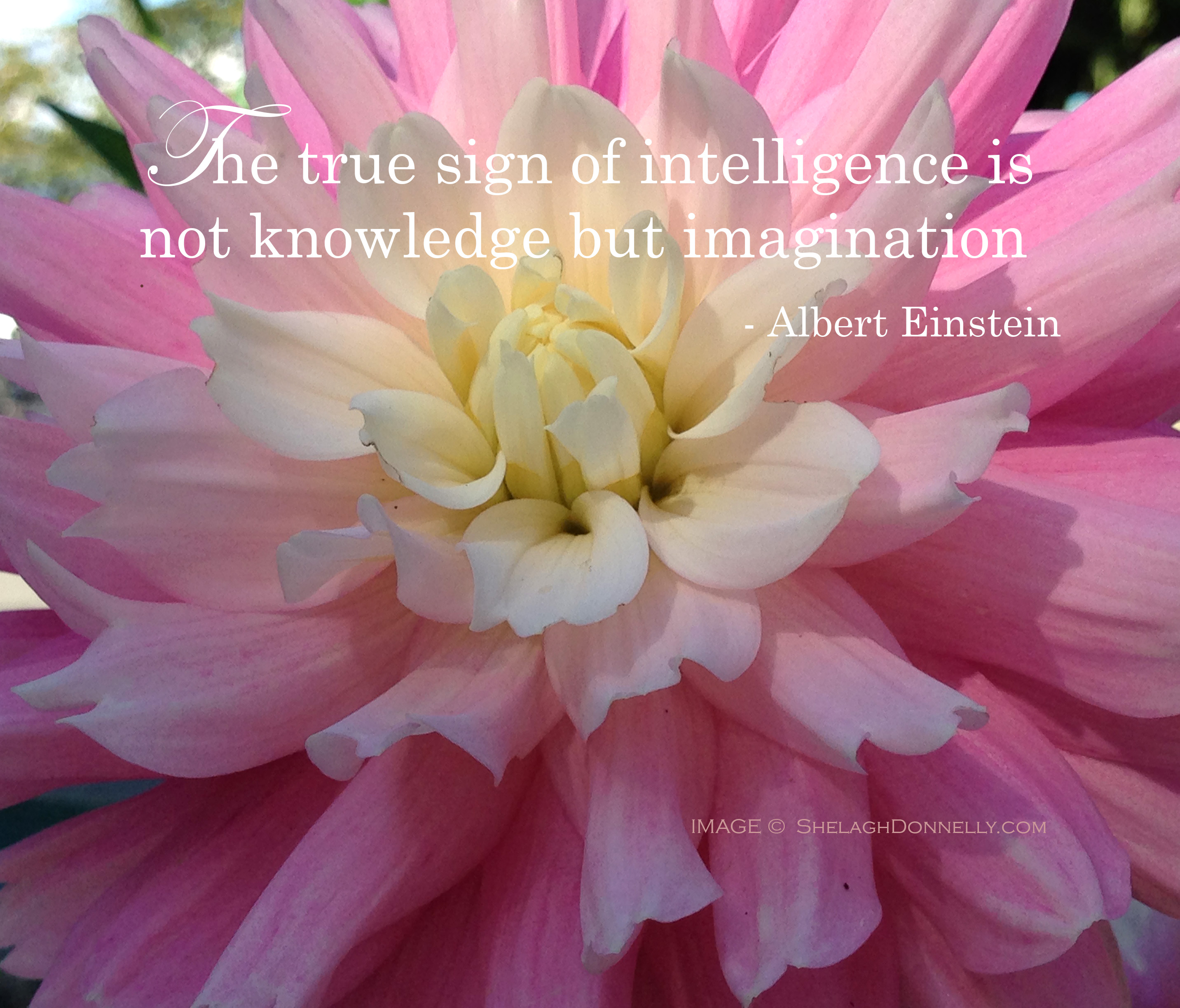 Intelligence Exceptional Ea