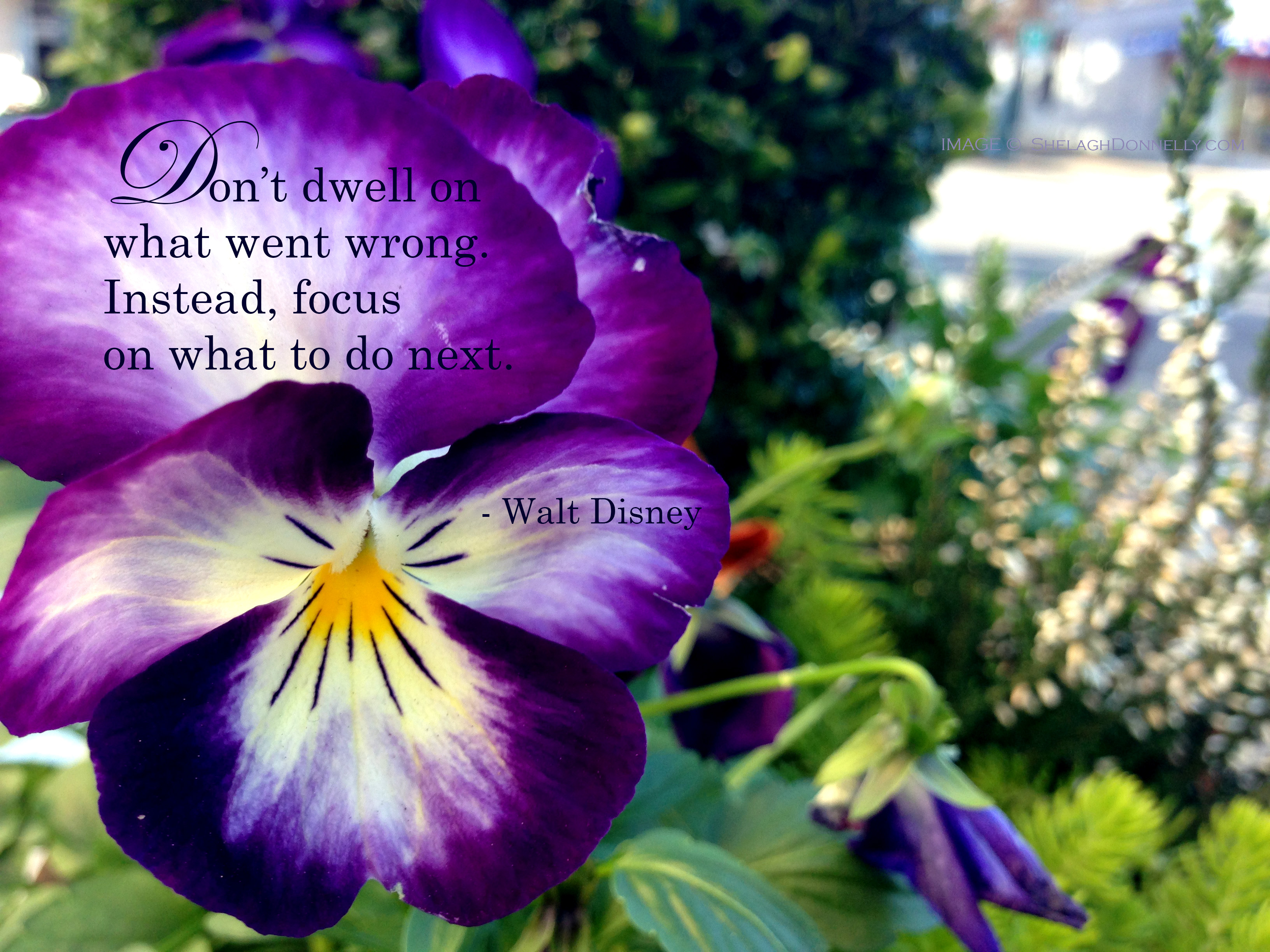 Focus Exceptional Ea