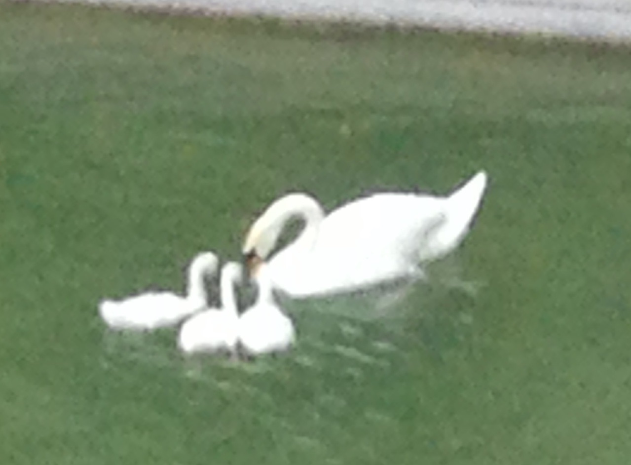 Cathedral Swans Palma de Mallorca Copyright Shelagh Donnelly ...