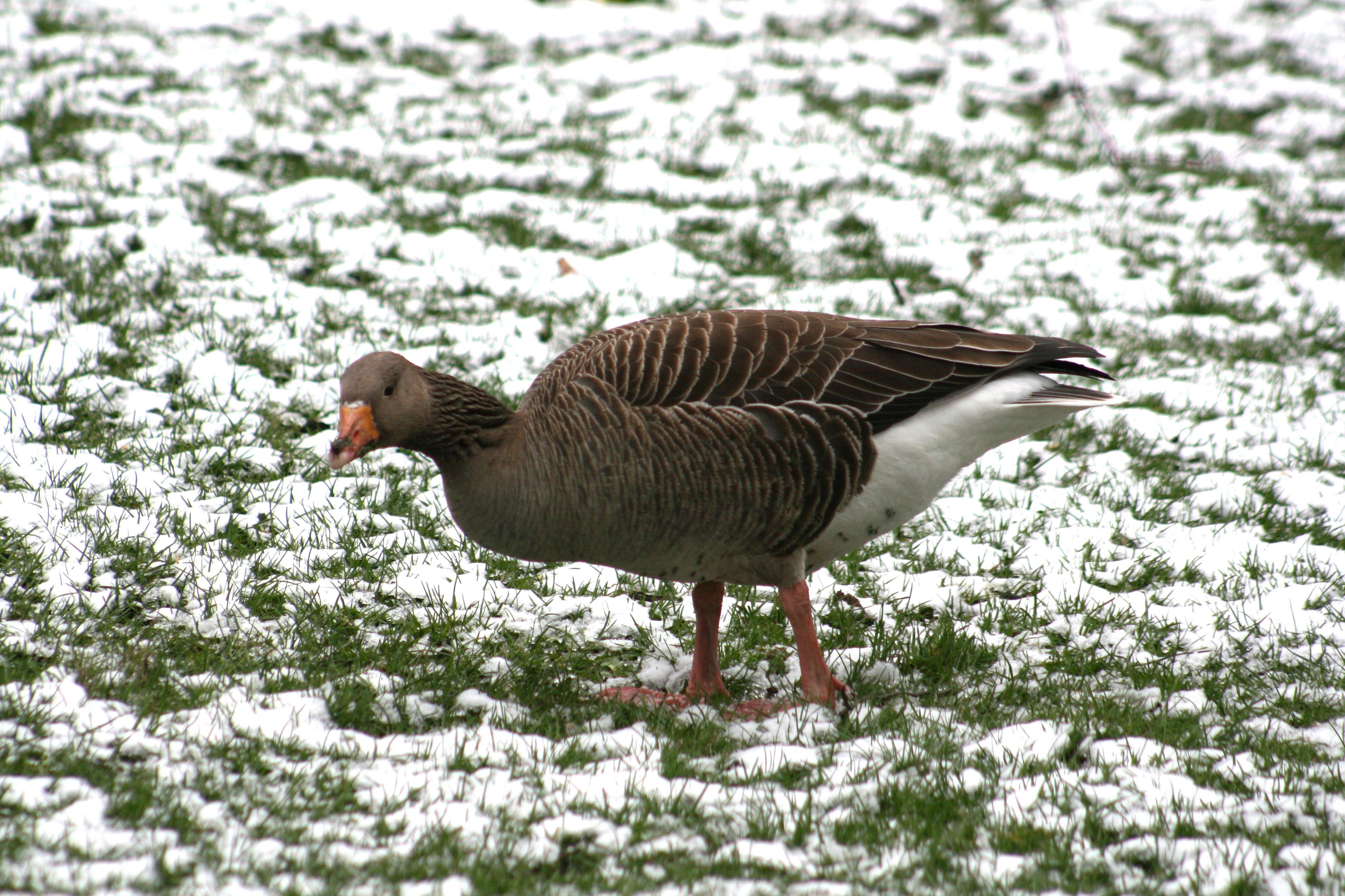 18_8735 Kensington_Garden_Round_Pond_Duck Copyright Shelagh Donnelly ...