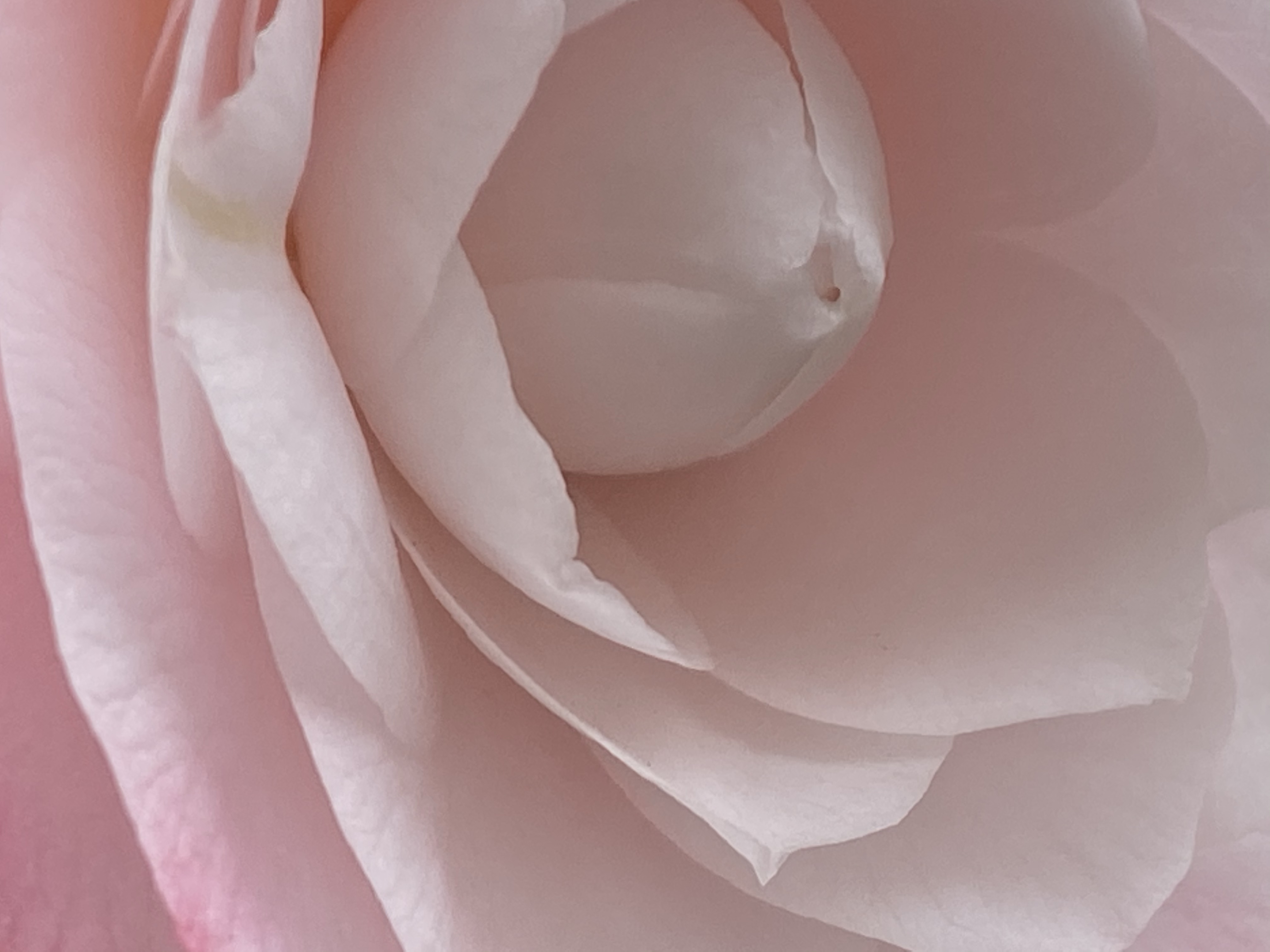 img_1196 – EXCEPTIONAL EA