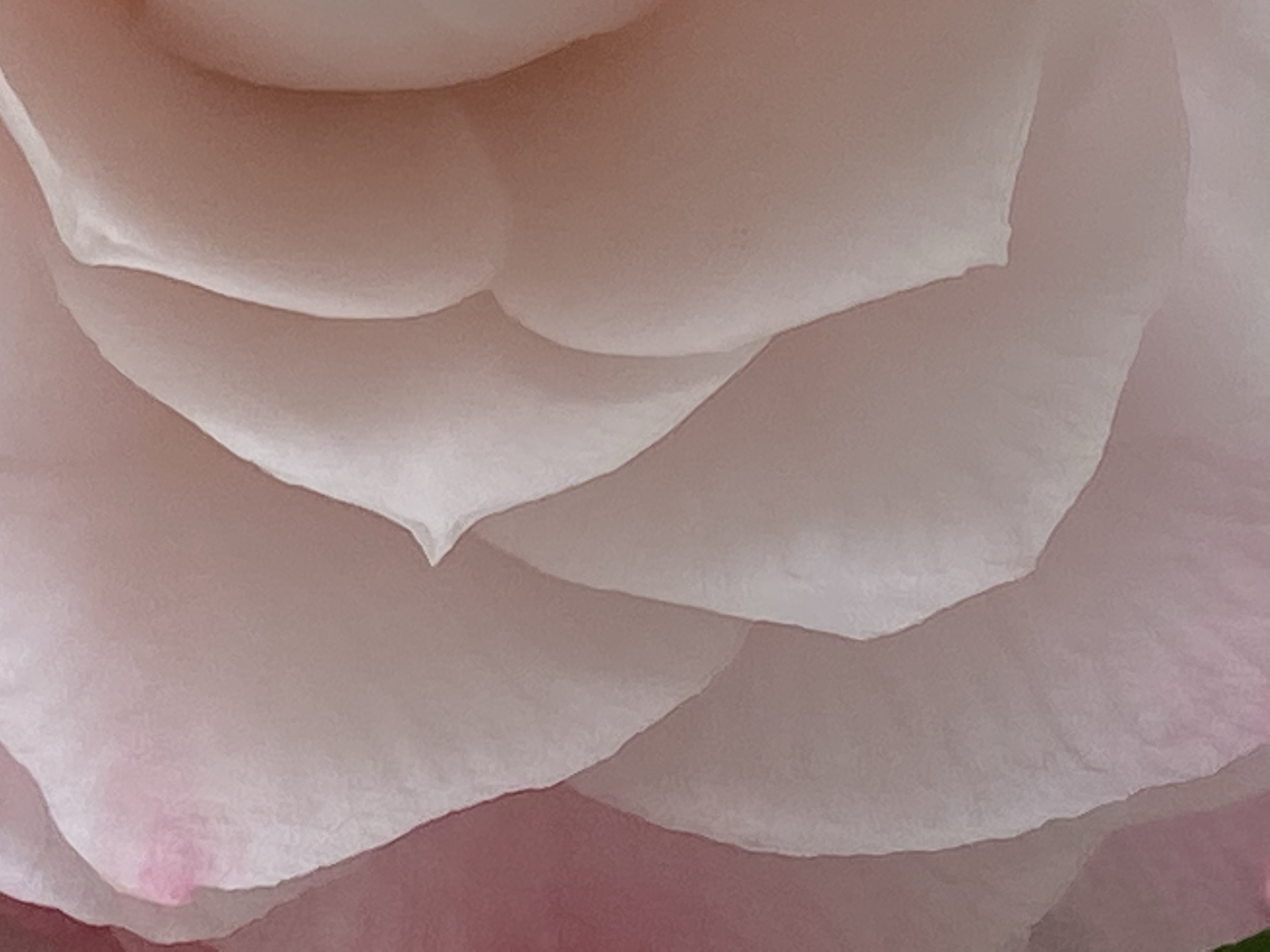 Img 1200 Exceptional Ea