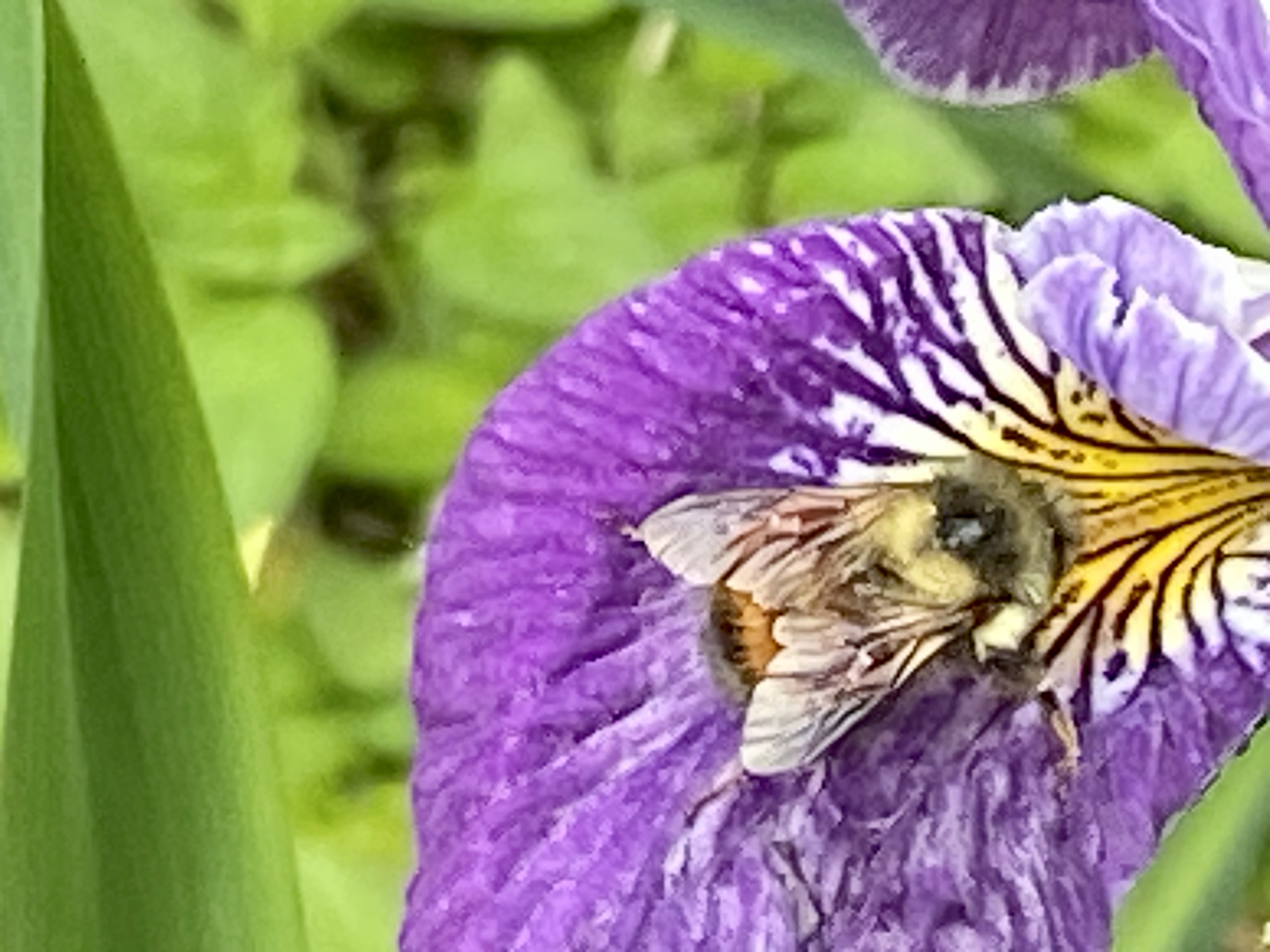 Purple-white-iris–and-bee-202005-6560-copyright-Shelagh-Donnelly – EXCEPTIONAL EA
