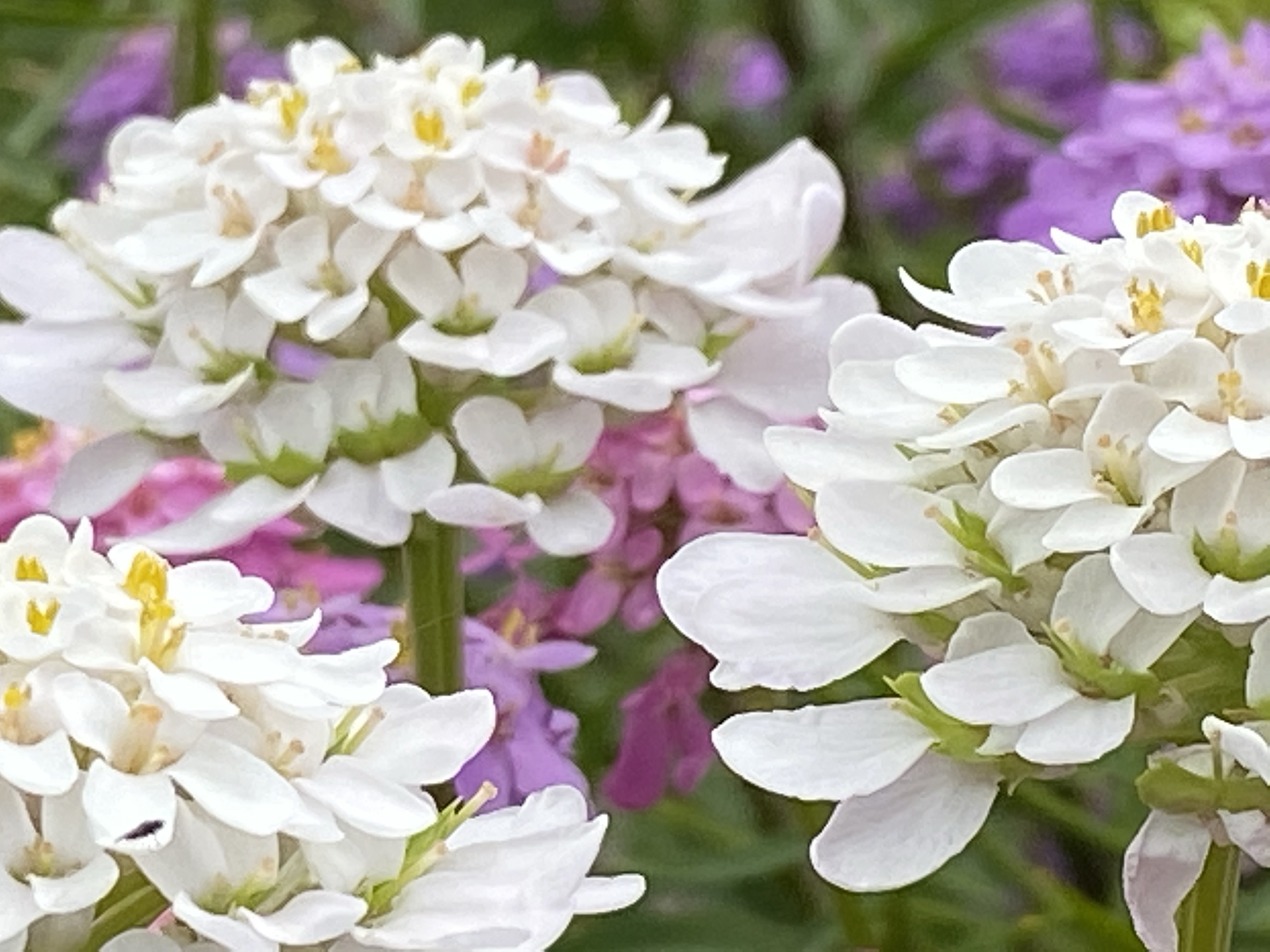 Img 8493 Exceptional Ea