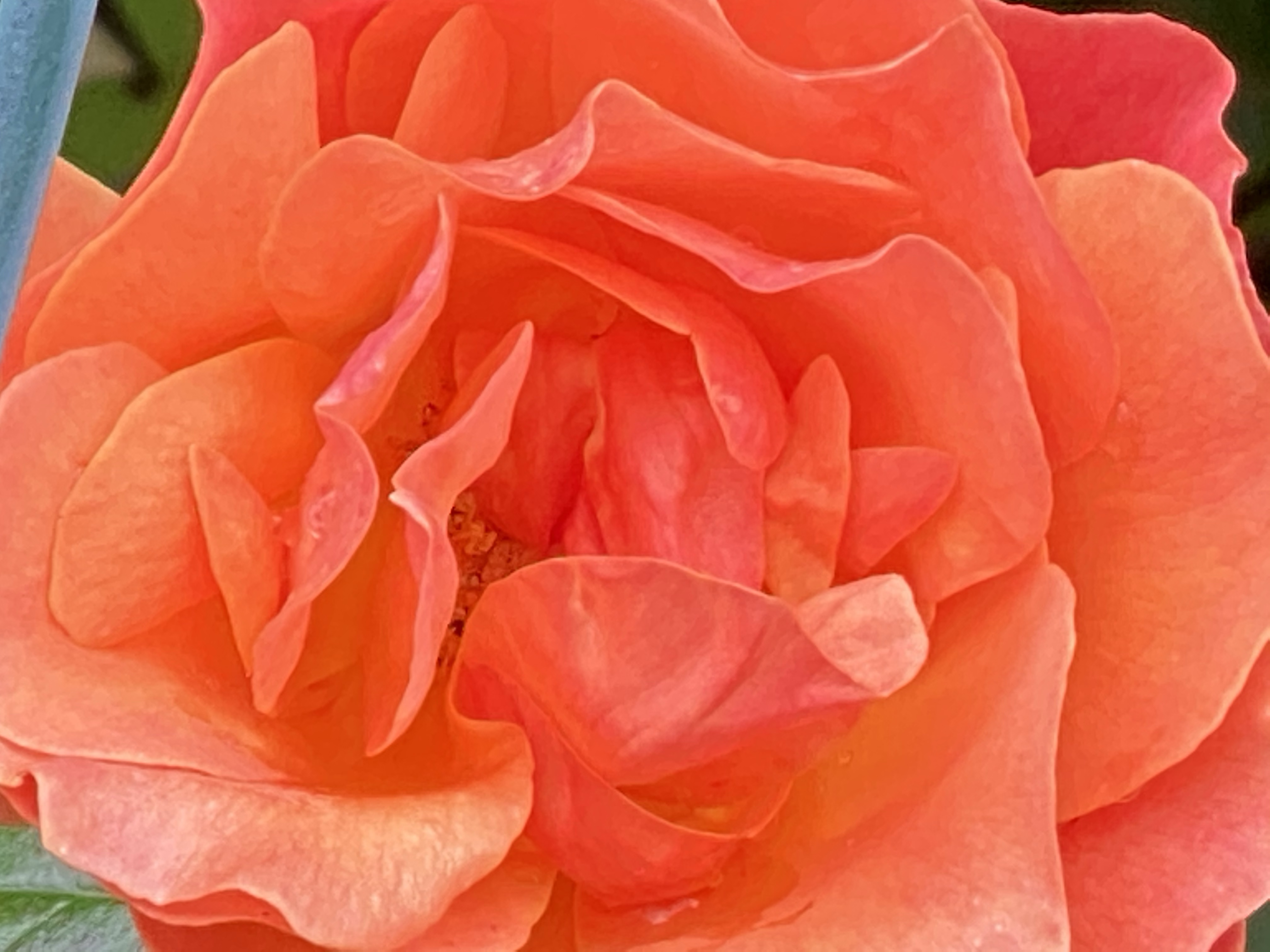 June-rose-202006-8519-copyright-Shelagh-Donnelly – EXCEPTIONAL EA